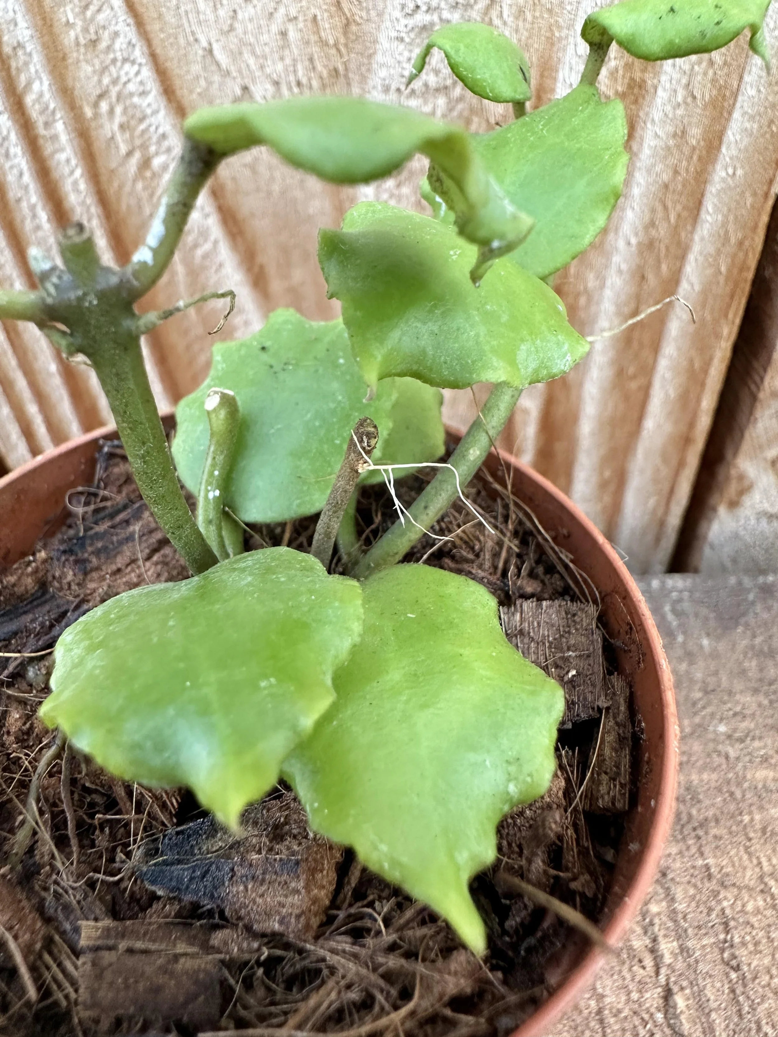 Collector Houseplants — Sunnyside Nursery