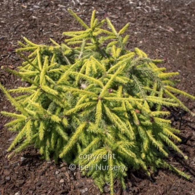 Picea — Sunnyside Nursery