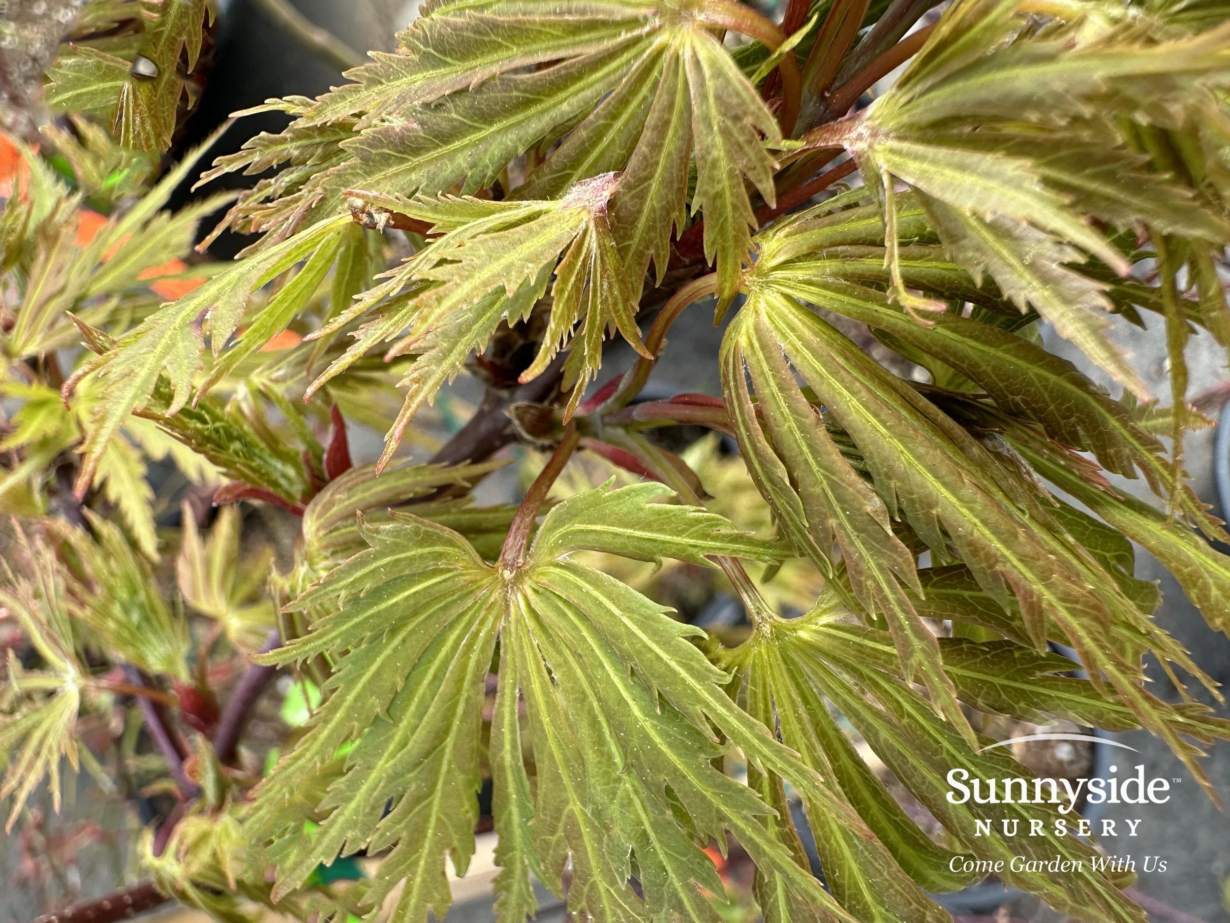 Specialty Japanese Maples — Sunnyside Nursery