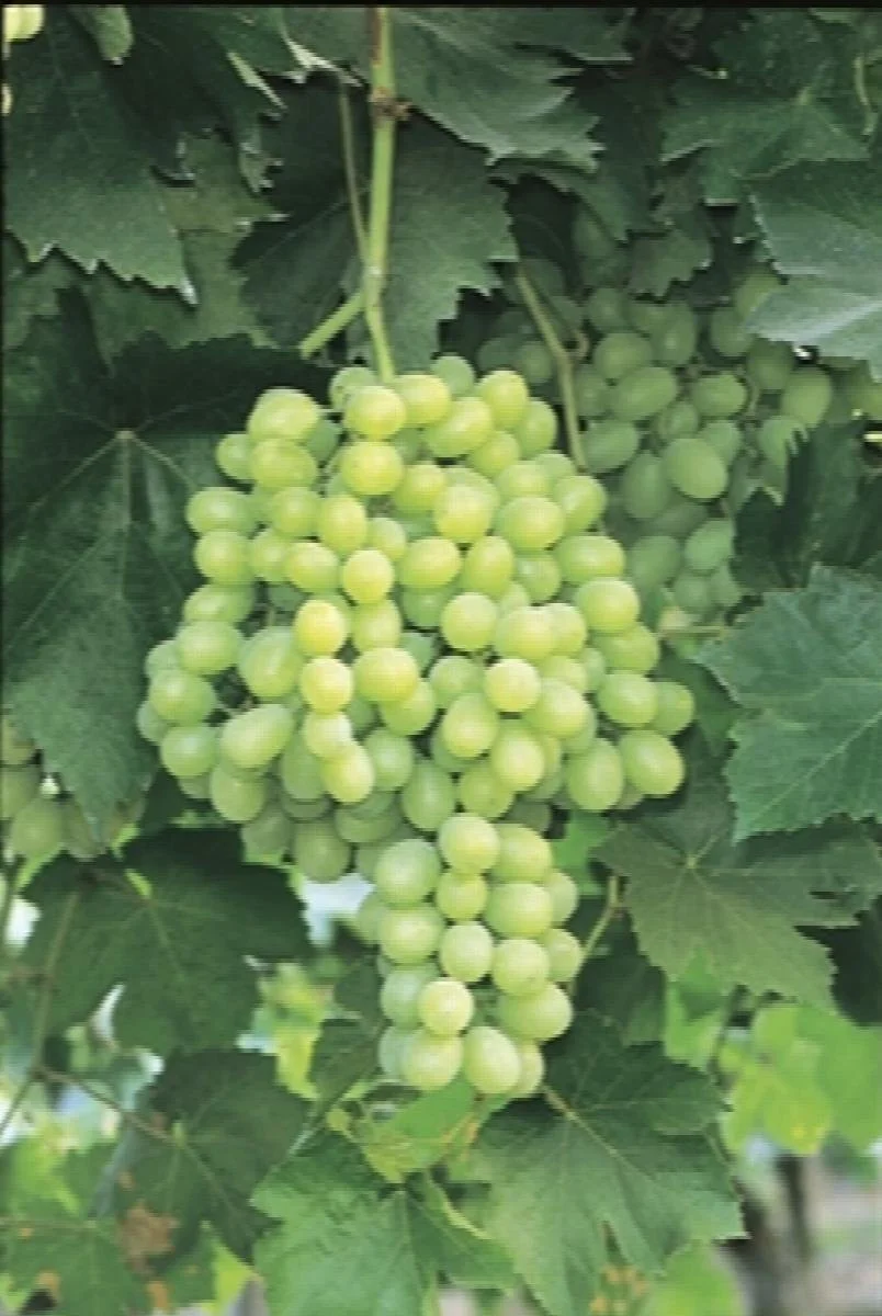 Grapes — Sunnyside Nursery