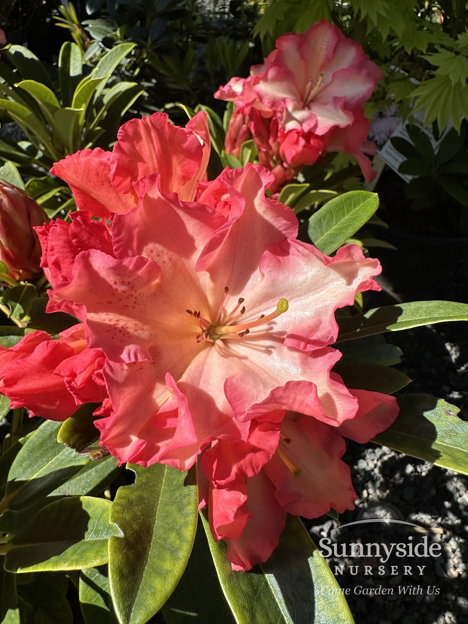 Pink Rhododendrons — Sunnyside Nursery