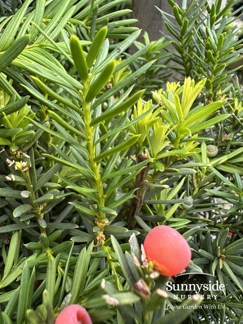 Taxus — Sunnyside Nursery