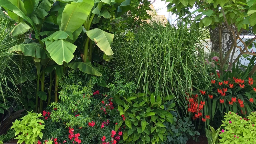 Creating A Perennial Tropical Border — Sunnyside Nursery