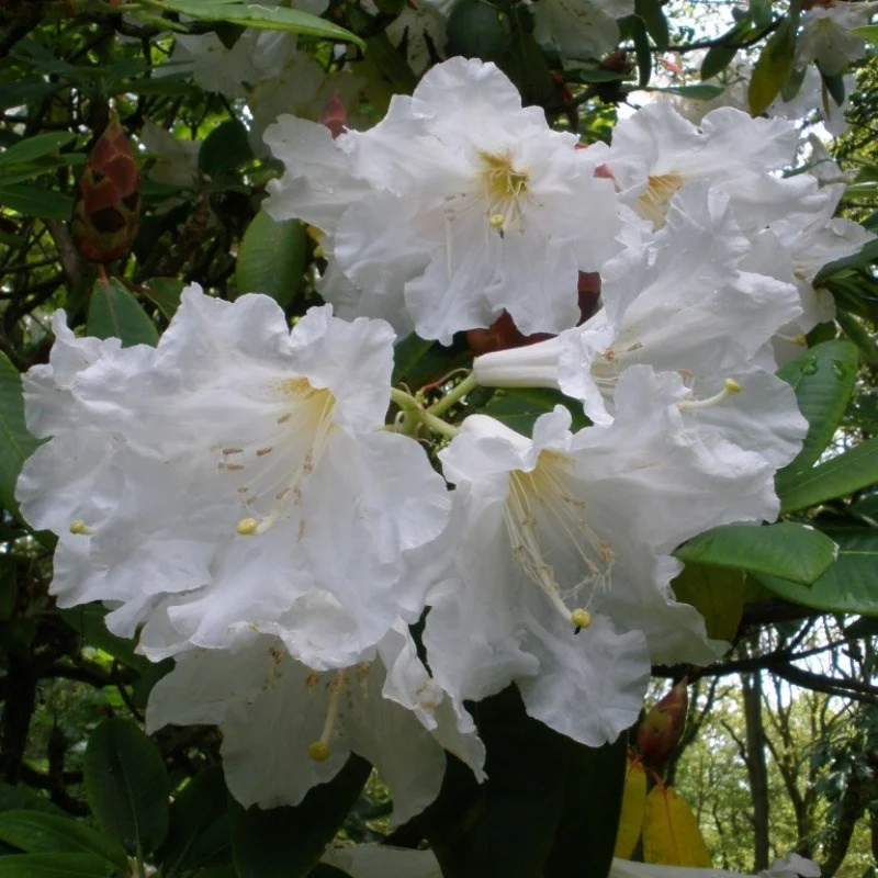 White Rhododendrons — Sunnyside Nursery
