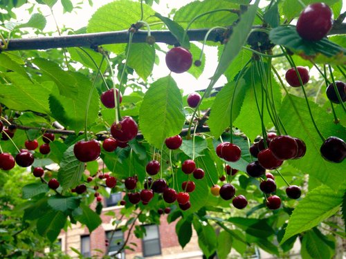 Cherry Trees — Sunnyside Nursery