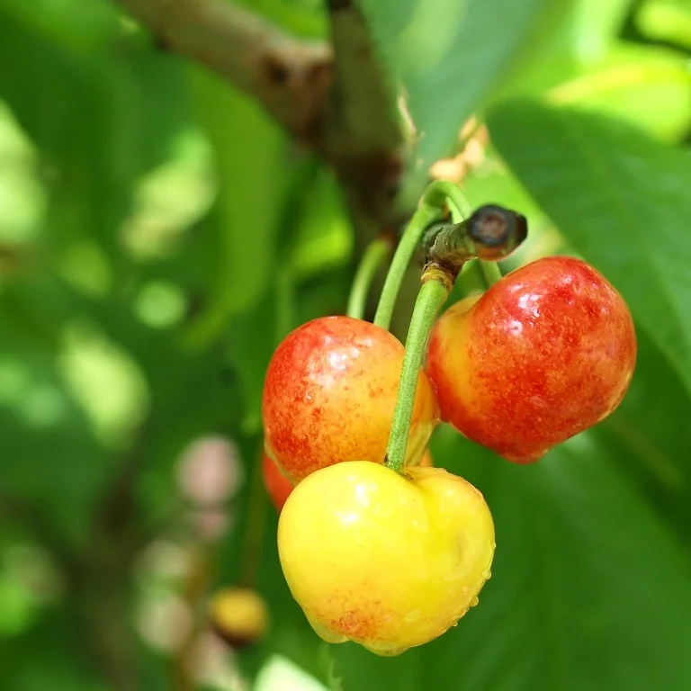 Cherry Trees — Sunnyside Nursery