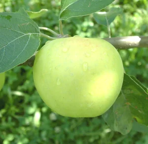 Apple Trees — Sunnyside Nursery