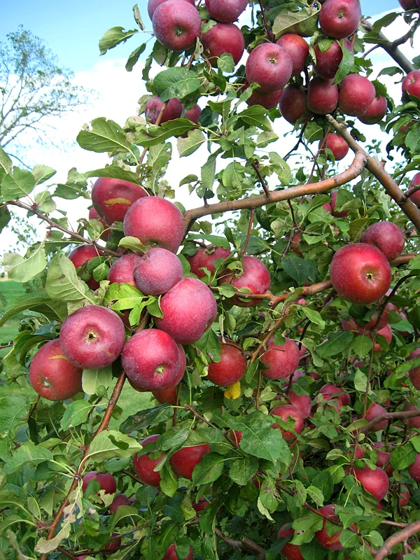 Apple Trees — Sunnyside Nursery