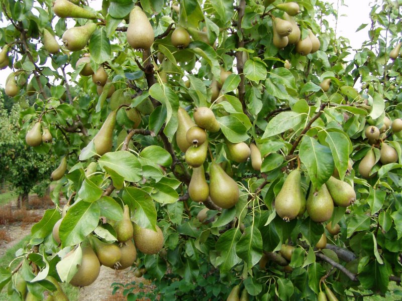 Pear Trees — Sunnyside Nursery
