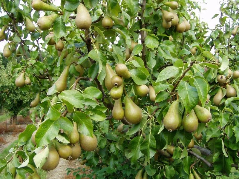 Pear Trees — Sunnyside Nursery