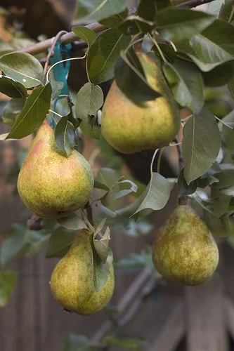 Pear Trees — Sunnyside Nursery