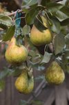 Pear Trees — Sunnyside Nursery