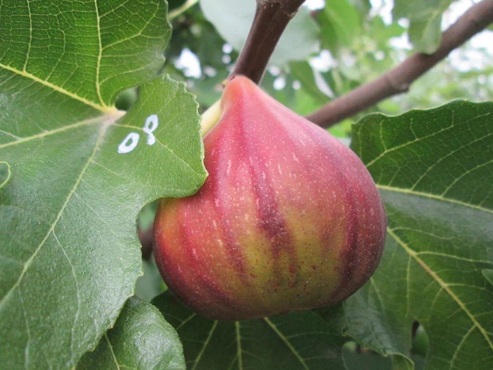 Fig Trees — Sunnyside Nursery