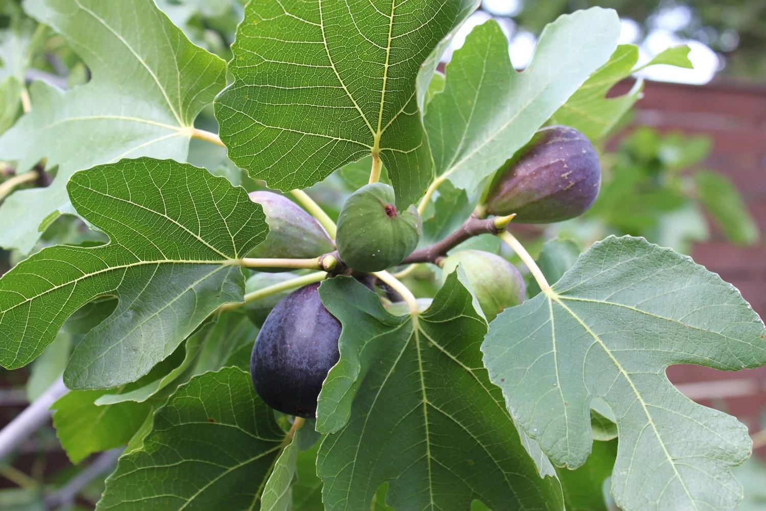 Fruit Trees — Sunnyside Nursery