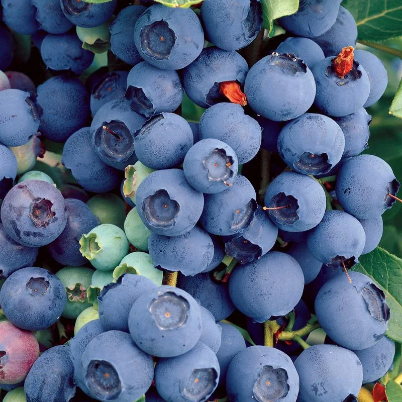 Blueberries — Sunnyside Nursery