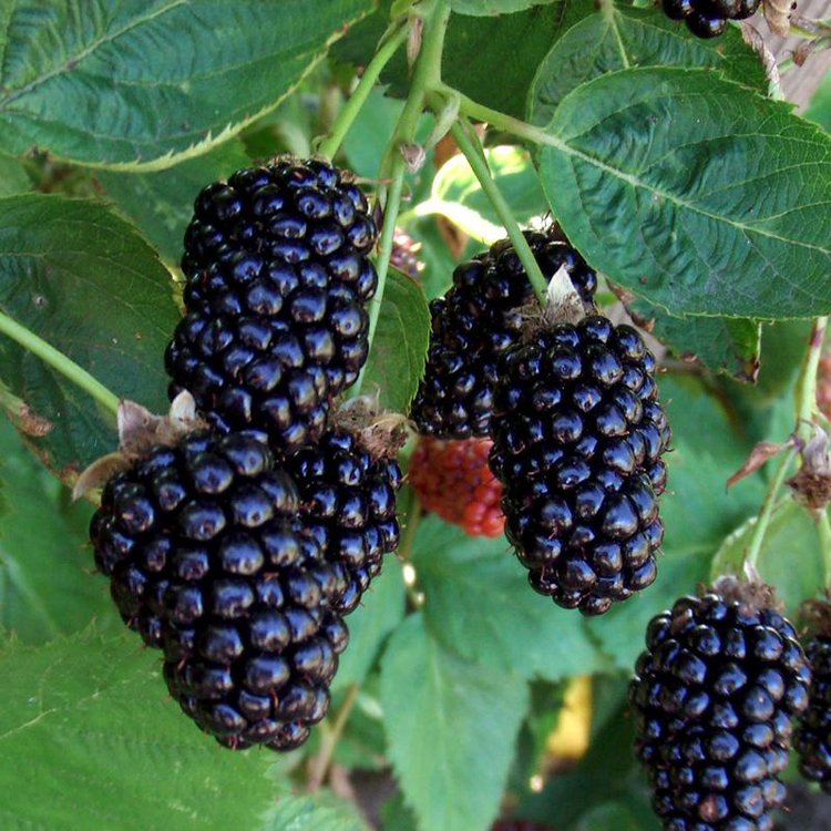Brambles — Sunnyside Nursery