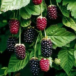 Brambles — Sunnyside Nursery