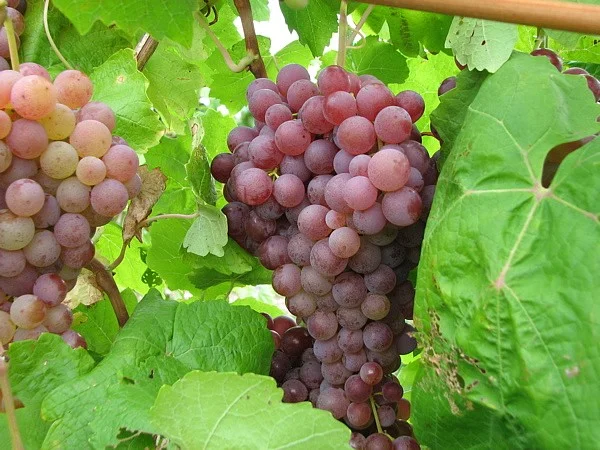 Grapes — Sunnyside Nursery