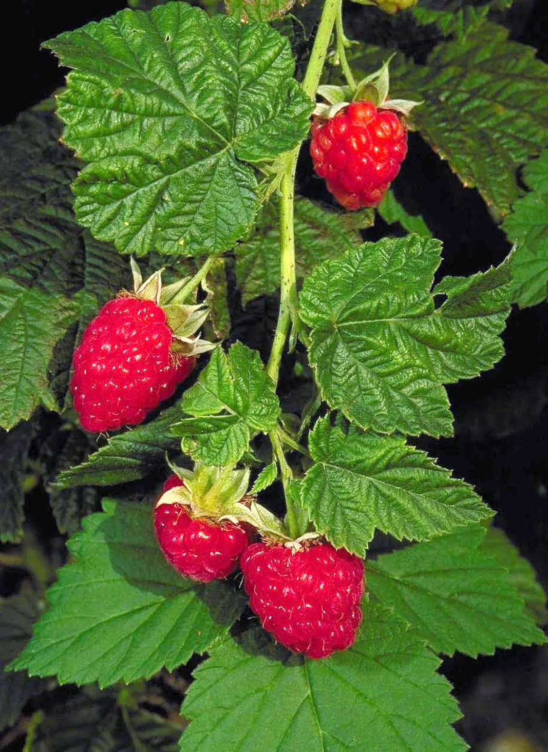 Raspberries — Sunnyside Nursery