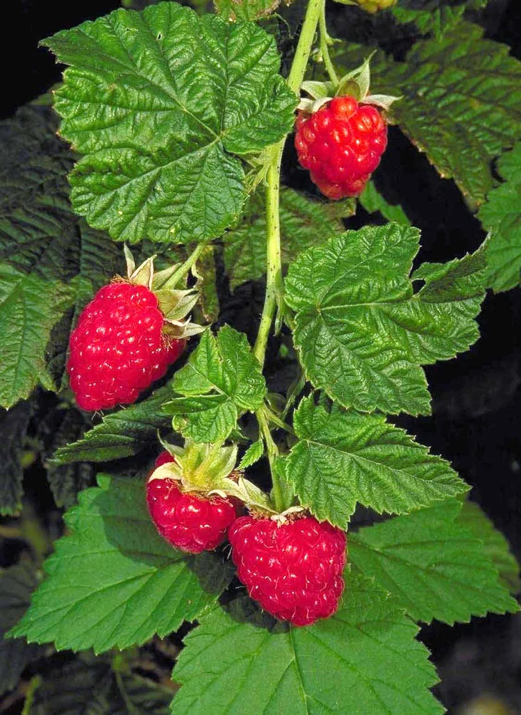 Raspberries — Sunnyside Nursery