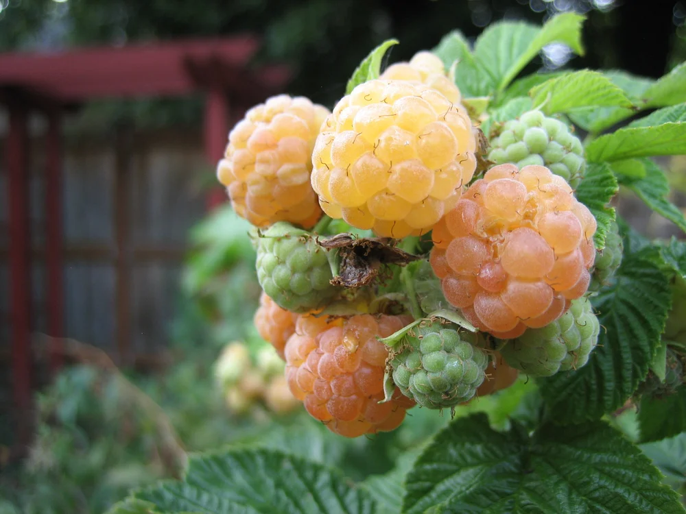 Raspberries — Sunnyside Nursery