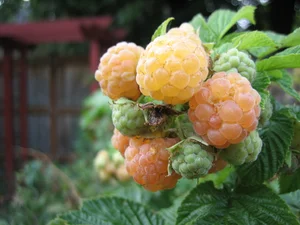 Raspberries — Sunnyside Nursery