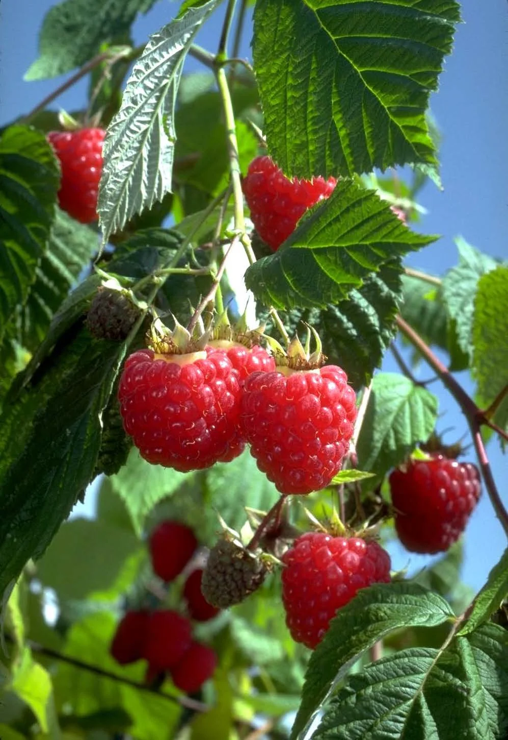 Raspberries — Sunnyside Nursery
