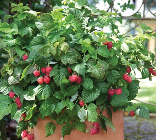 Raspberries — Sunnyside Nursery