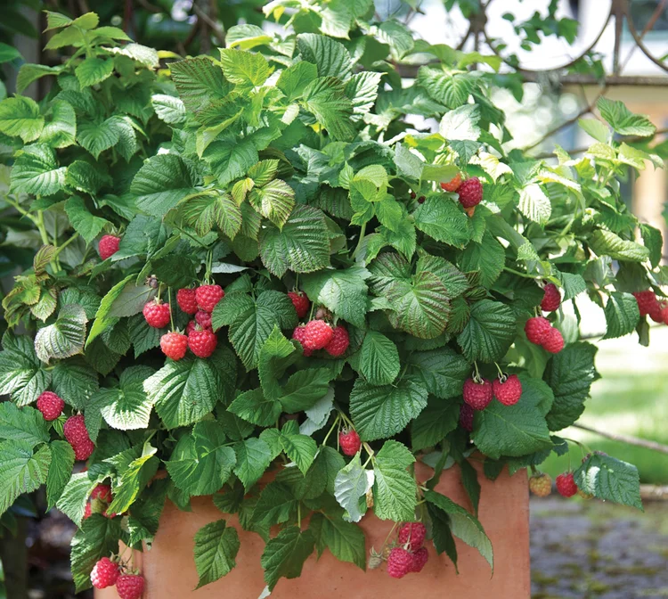 Raspberries — Sunnyside Nursery
