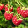 Raspberries — Sunnyside Nursery