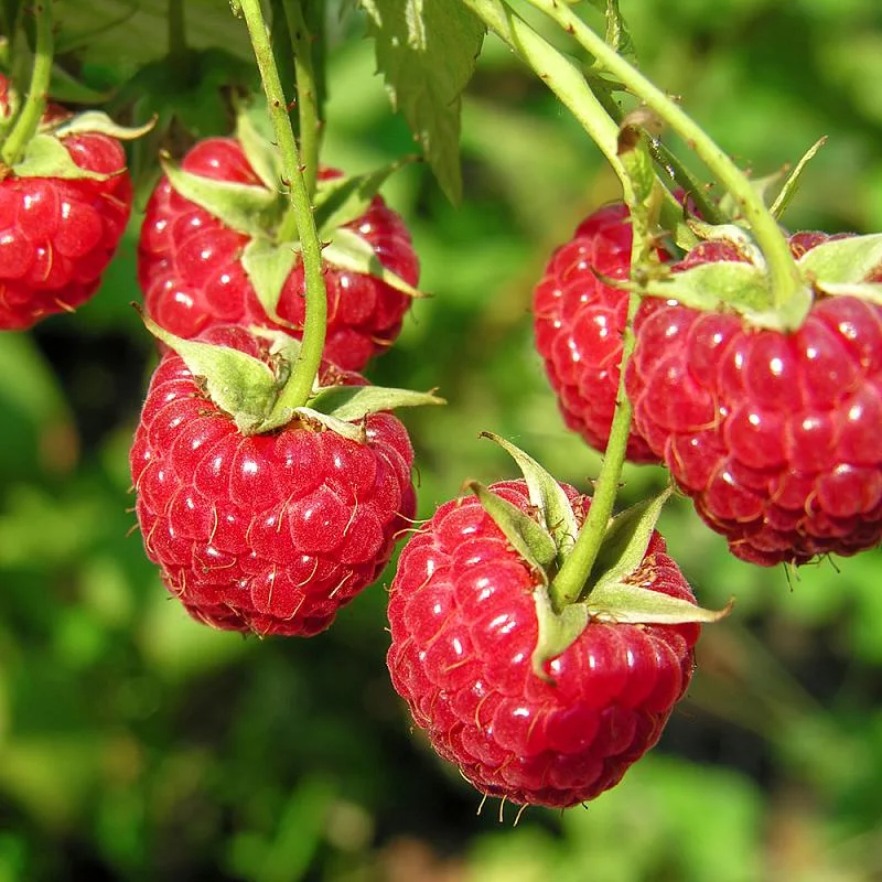 Raspberries — Sunnyside Nursery