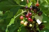 Small Fruits & Berries — Sunnyside Nursery