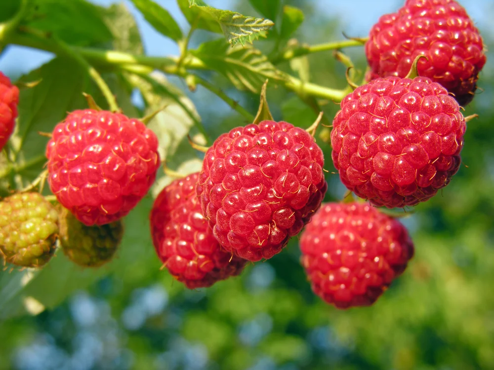 Small Fruits & Berries — Sunnyside Nursery