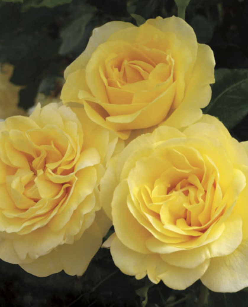 Grandiflora Roses — Sunnyside Nursery