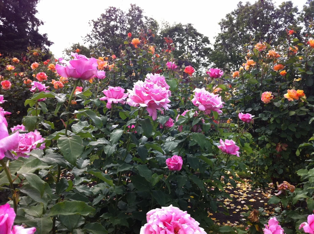 Roses — Sunnyside Nursery