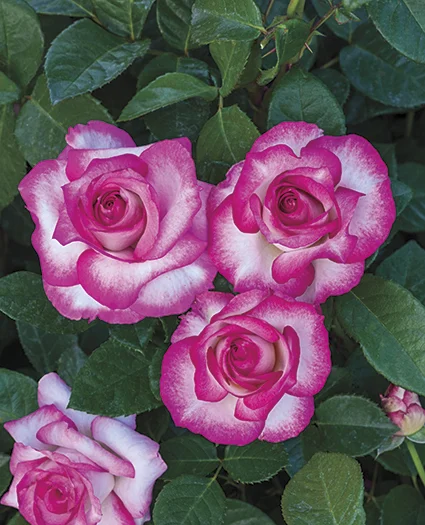 Grandiflora Roses — Sunnyside Nursery