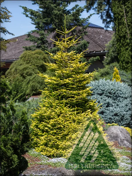 Picea — Sunnyside Nursery