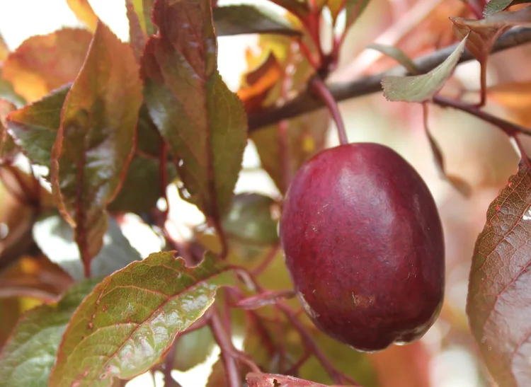 Plum Trees — Sunnyside Nursery