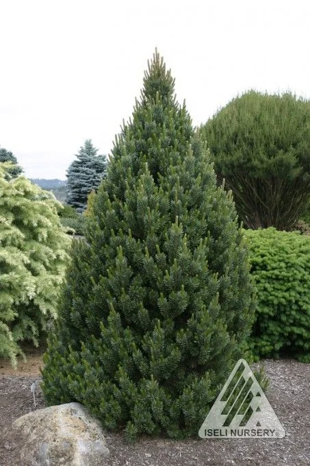 Pinus — Sunnyside Nursery