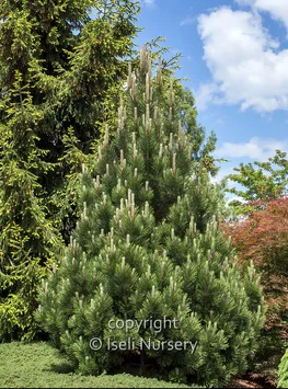 Pinus — Sunnyside Nursery