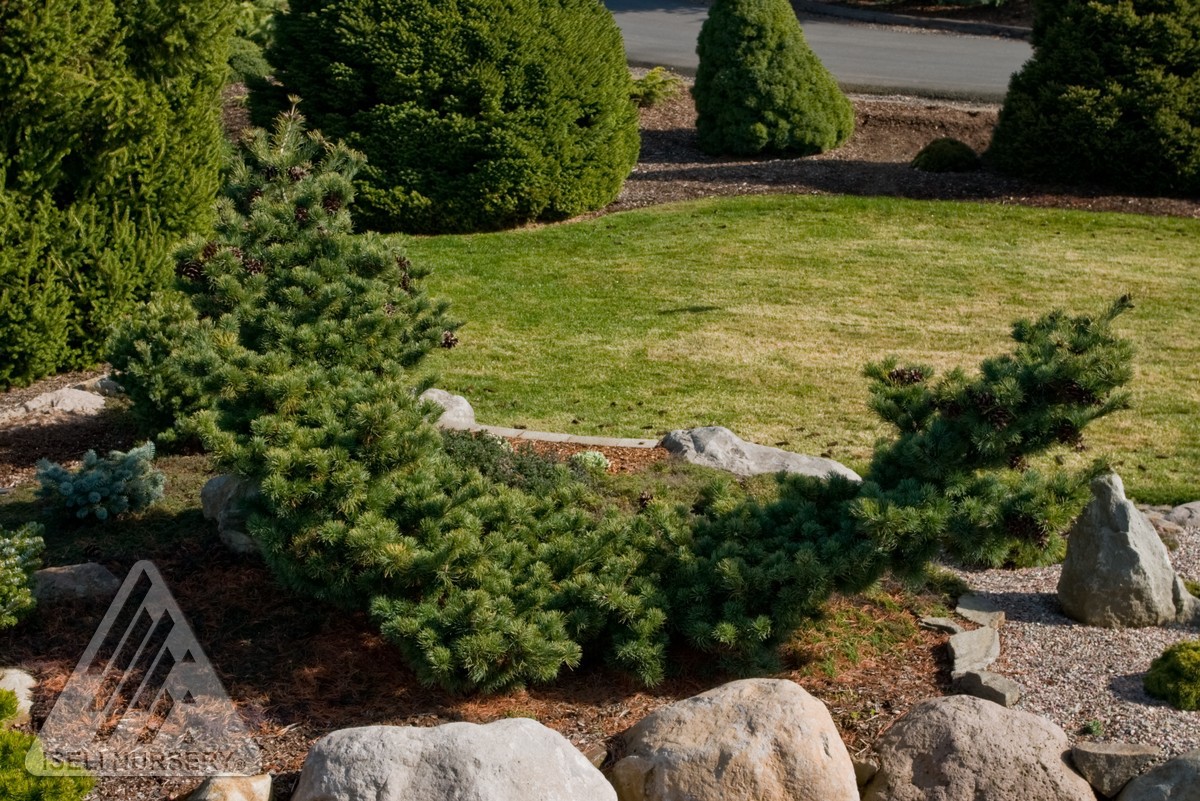 Pinus — Sunnyside Nursery