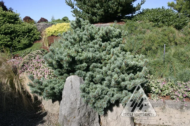 Pinus — Sunnyside Nursery