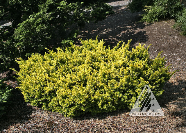 Taxus — Sunnyside Nursery