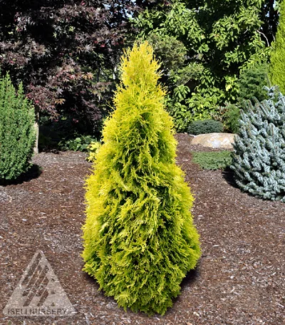 Thuja — Sunnyside Nursery