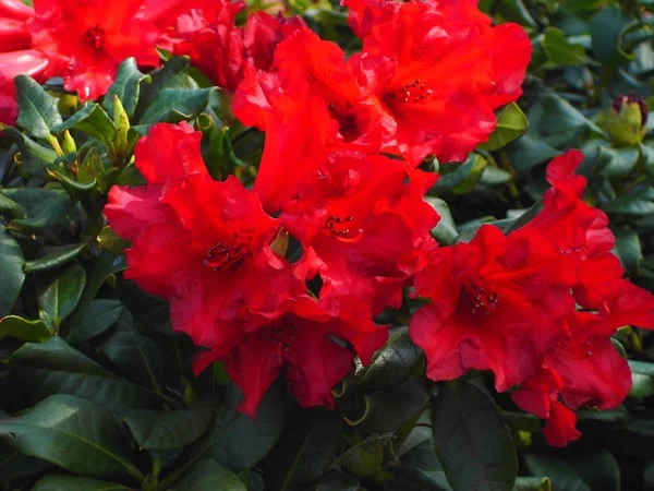 Red Rhododendrons — Sunnyside Nursery
