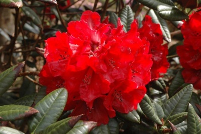 Red Rhododendrons — Sunnyside Nursery