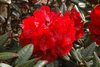 Red Rhododendrons — Sunnyside Nursery