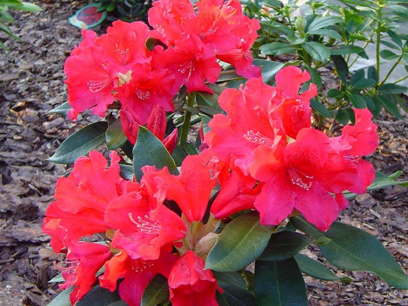 Red Rhododendrons — Sunnyside Nursery
