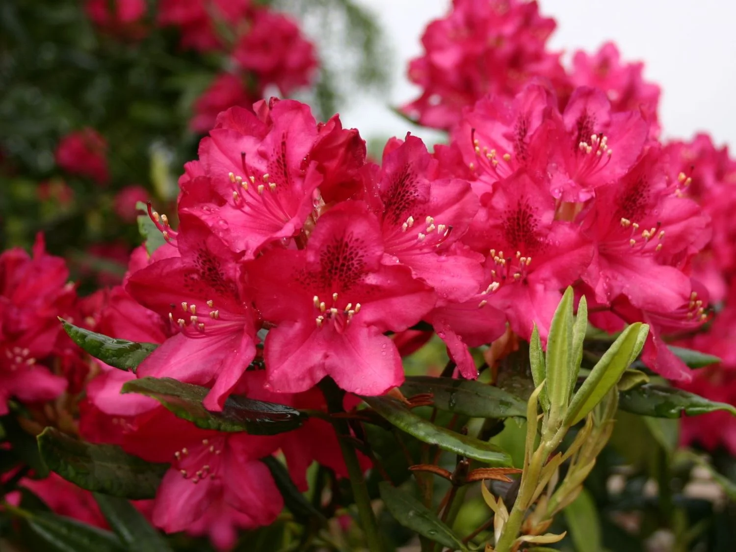 Red Rhododendrons — Sunnyside Nursery