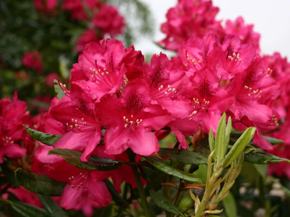 Red Rhododendrons — Sunnyside Nursery